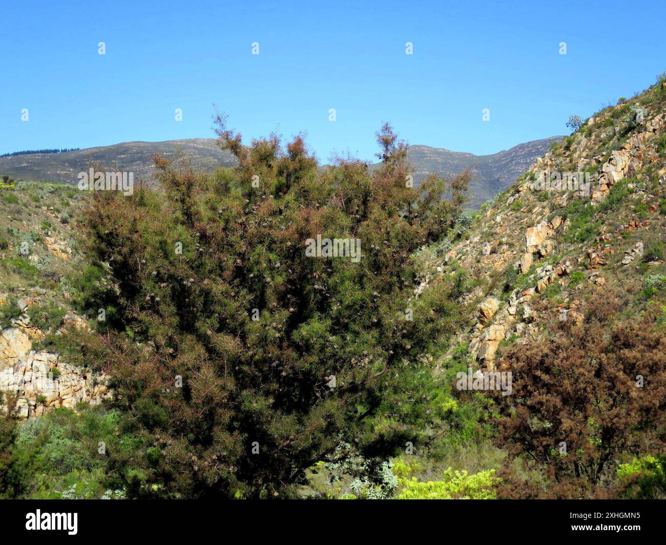 Bushy needlebush (Hakea sericea Stock Photo - Alamy
