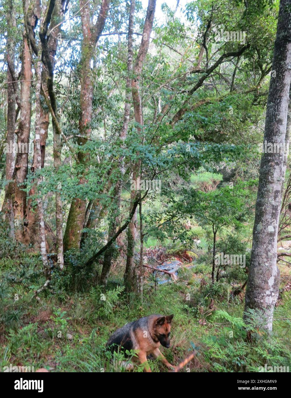 Rock Alder (Afrocanthium mundianum Stock Photo - Alamy
