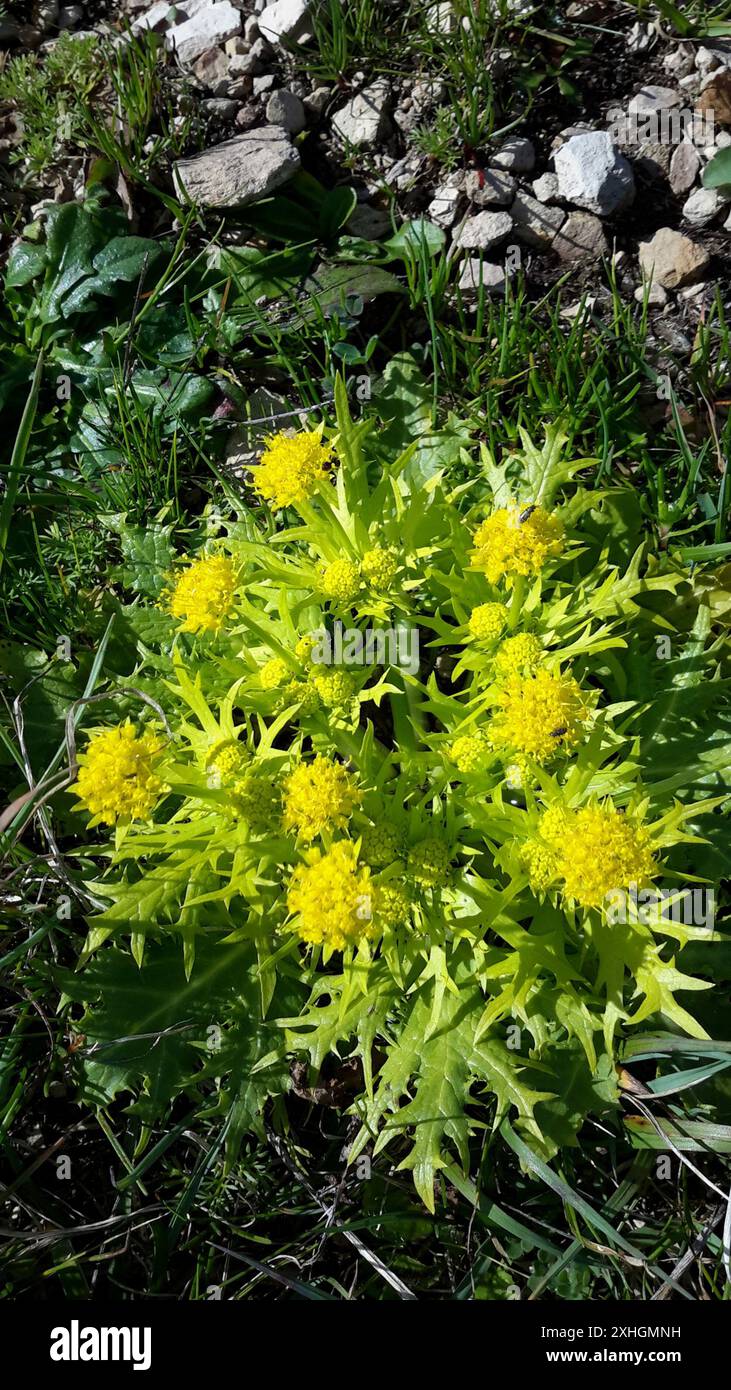 Sanicula arctopoides hi-res stock photography and images - Alamy