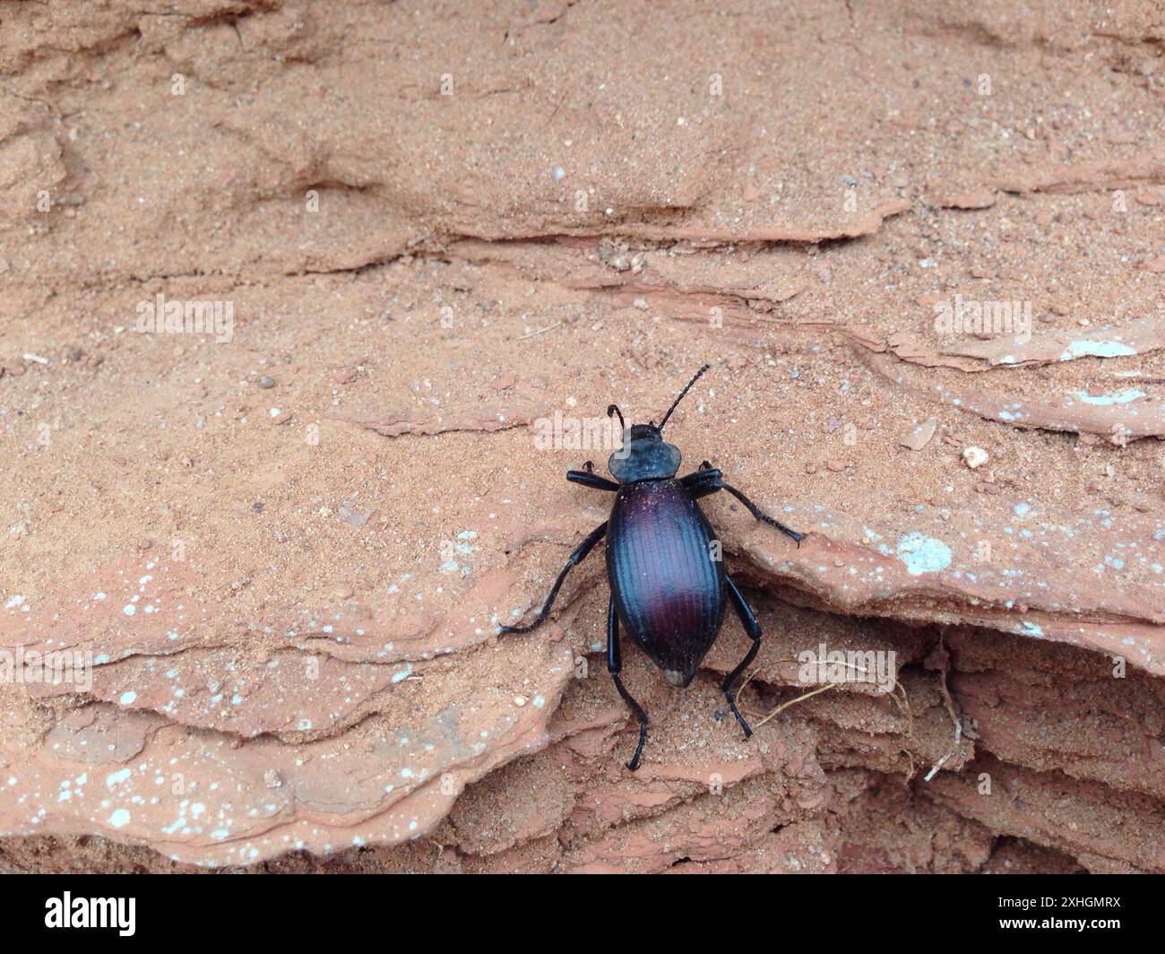 Rough lipped darkling beetle hi-res stock photography and images - Alamy