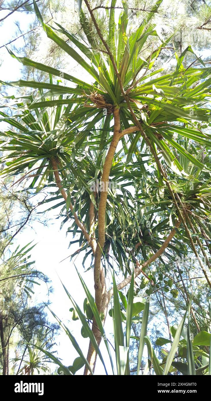 thatch screwpine (Pandanus tectorius Stock Photo - Alamy