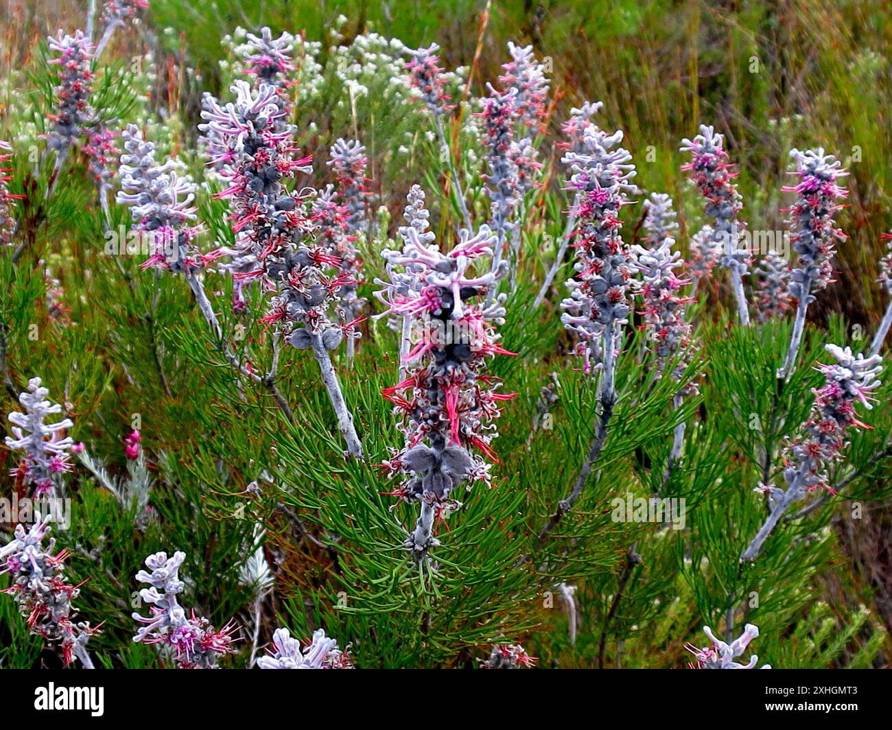 Longhead Sceptre (Paranomus dispersus Stock Photo - Alamy