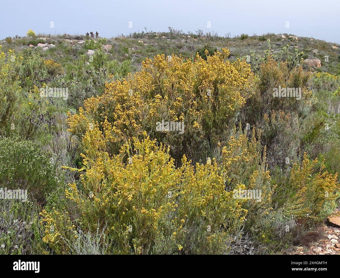 Spinning-top Conebush (Leucadendron rubrum Stock Photo - Alamy