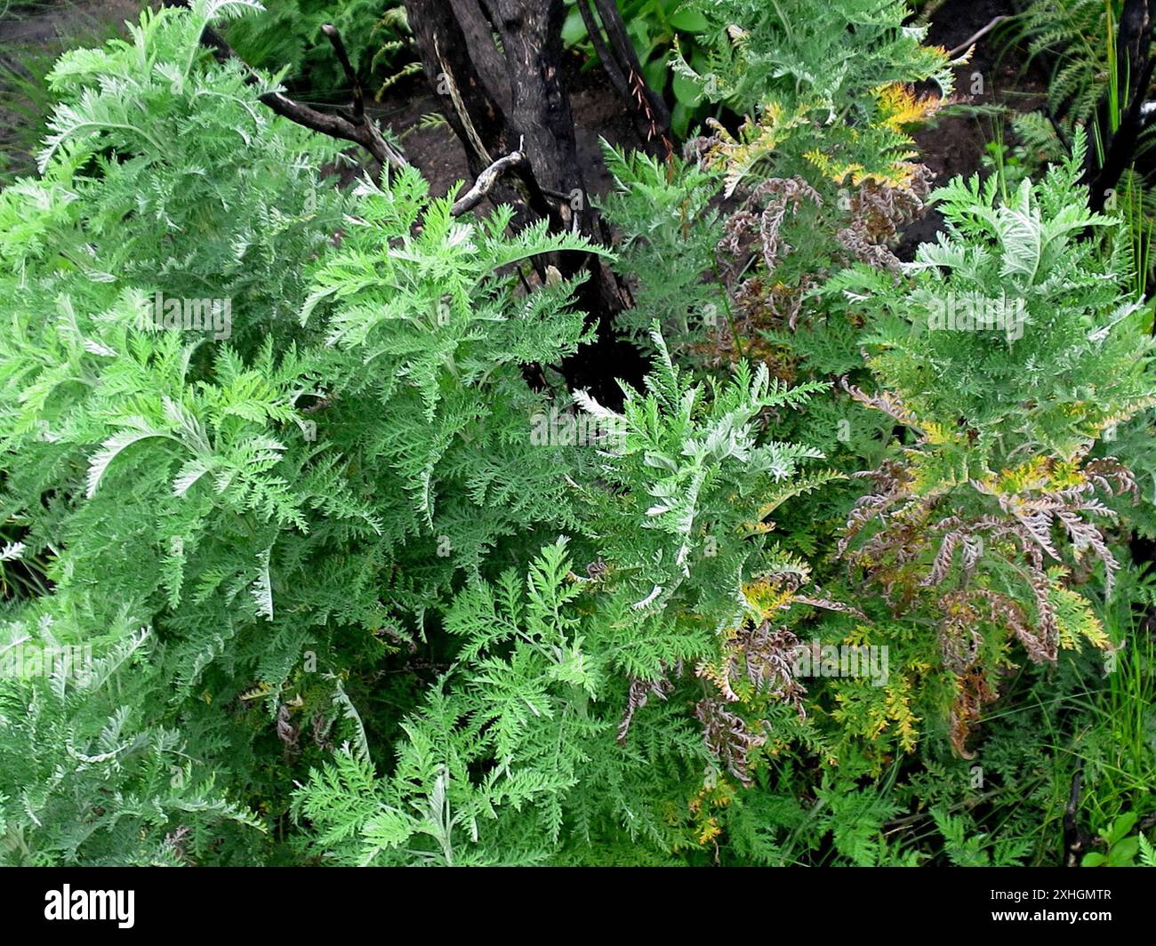 African wormwood hi-res stock photography and images - Alamy