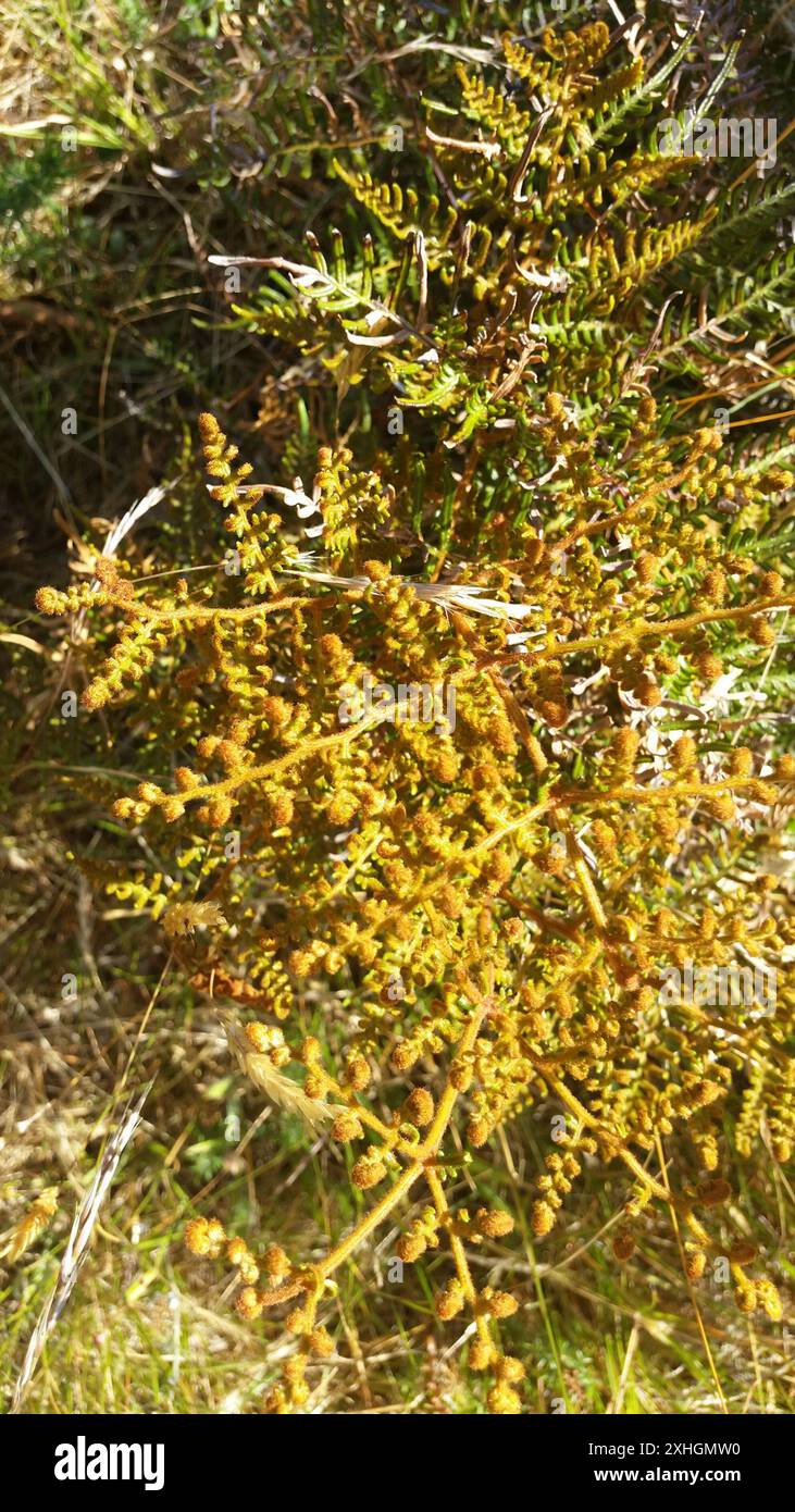 Austral Bracken (Pteridium esculentum Stock Photo - Alamy