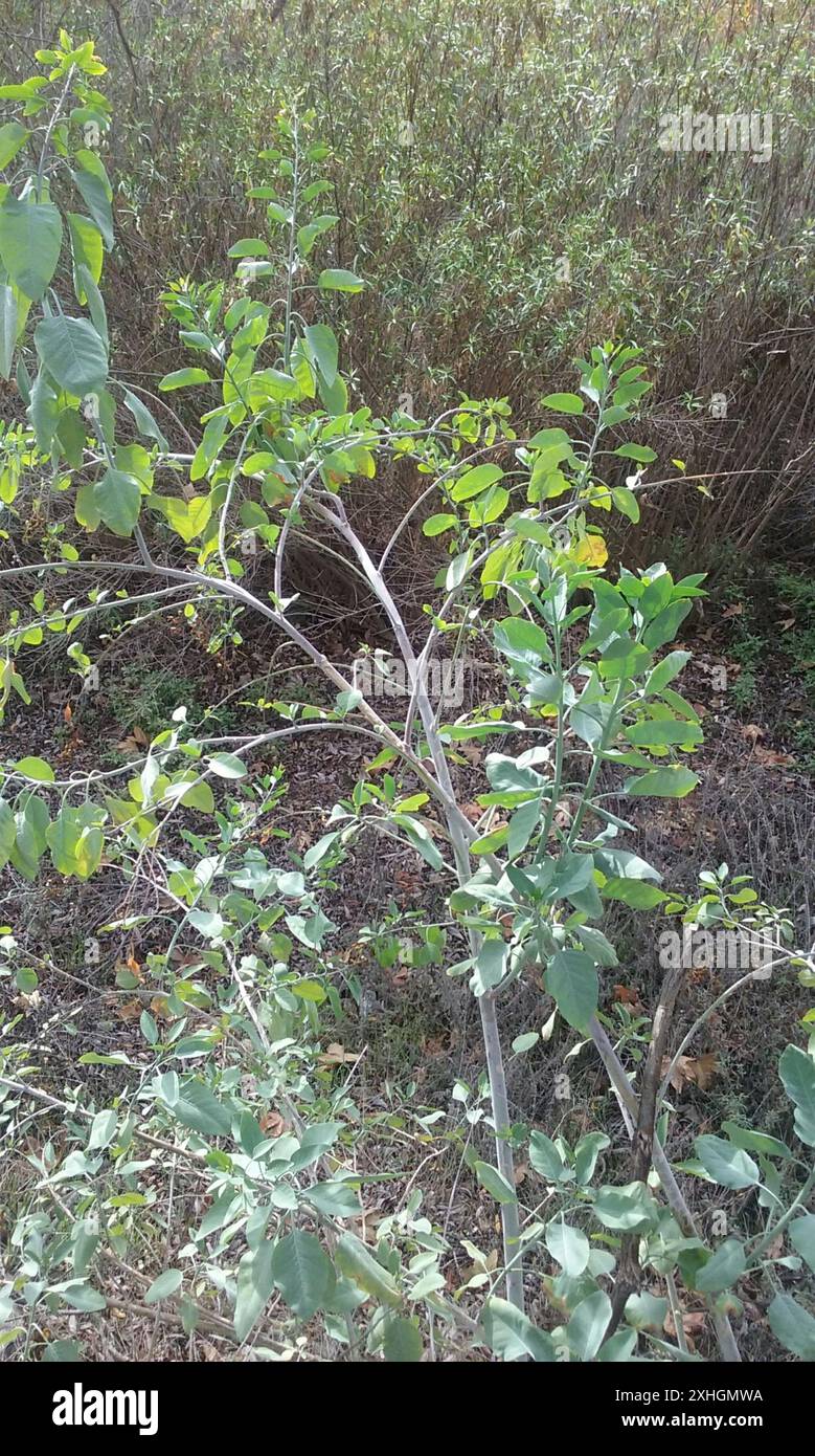 tree tobacco (Nicotiana glauca Stock Photo - Alamy