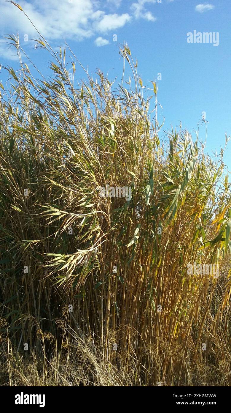 giant reed (Arundo donax Stock Photo - Alamy