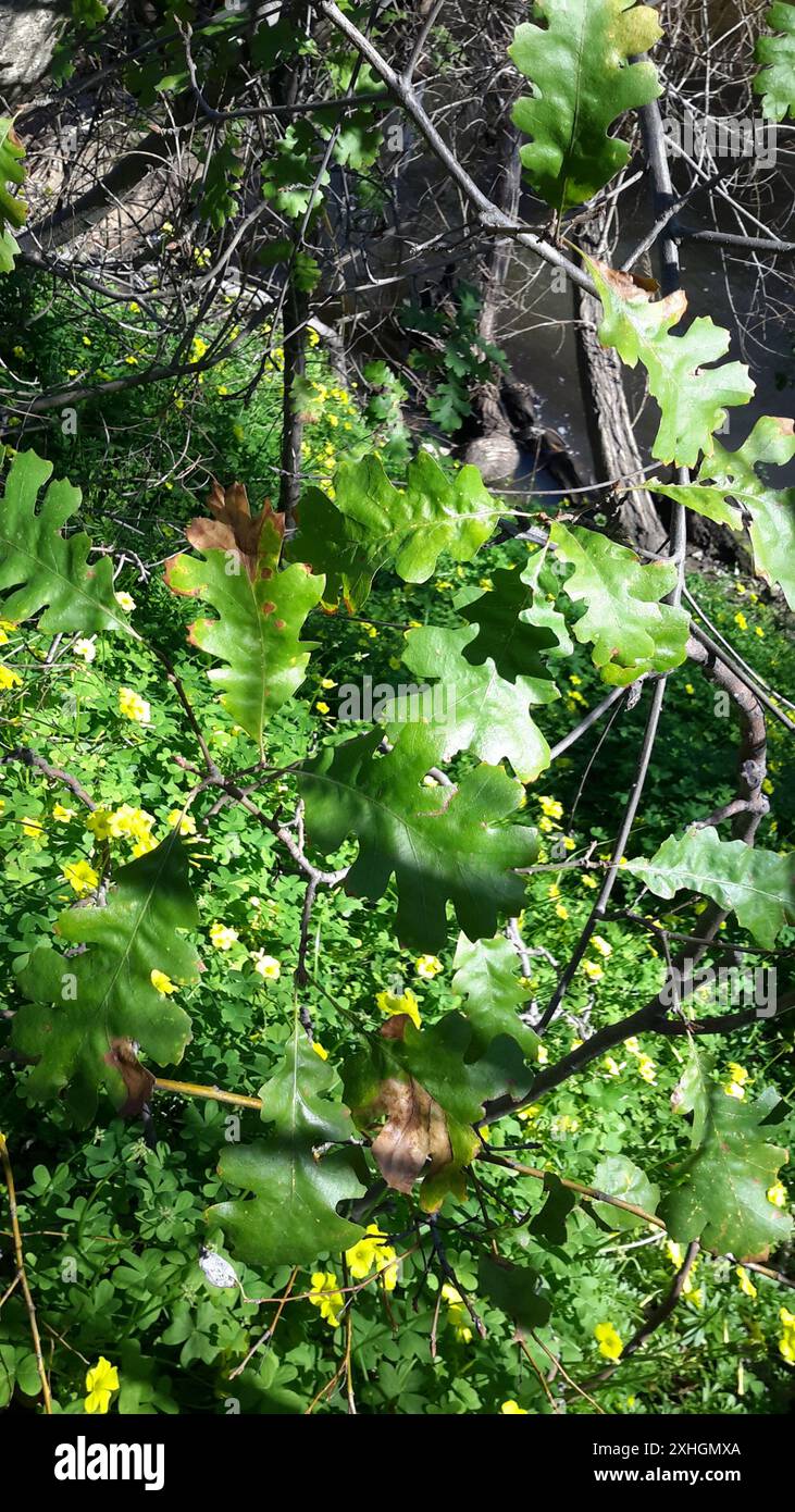 valley oak (Quercus lobata Stock Photo - Alamy