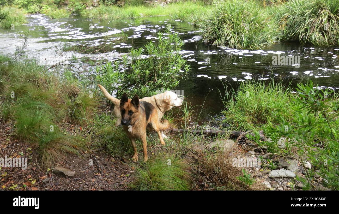 Palmiet hi-res stock photography and images - Alamy