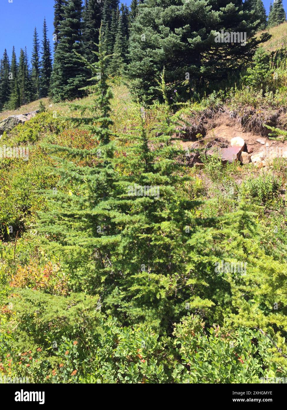 mountain hemlock (Tsuga mertensiana Stock Photo - Alamy