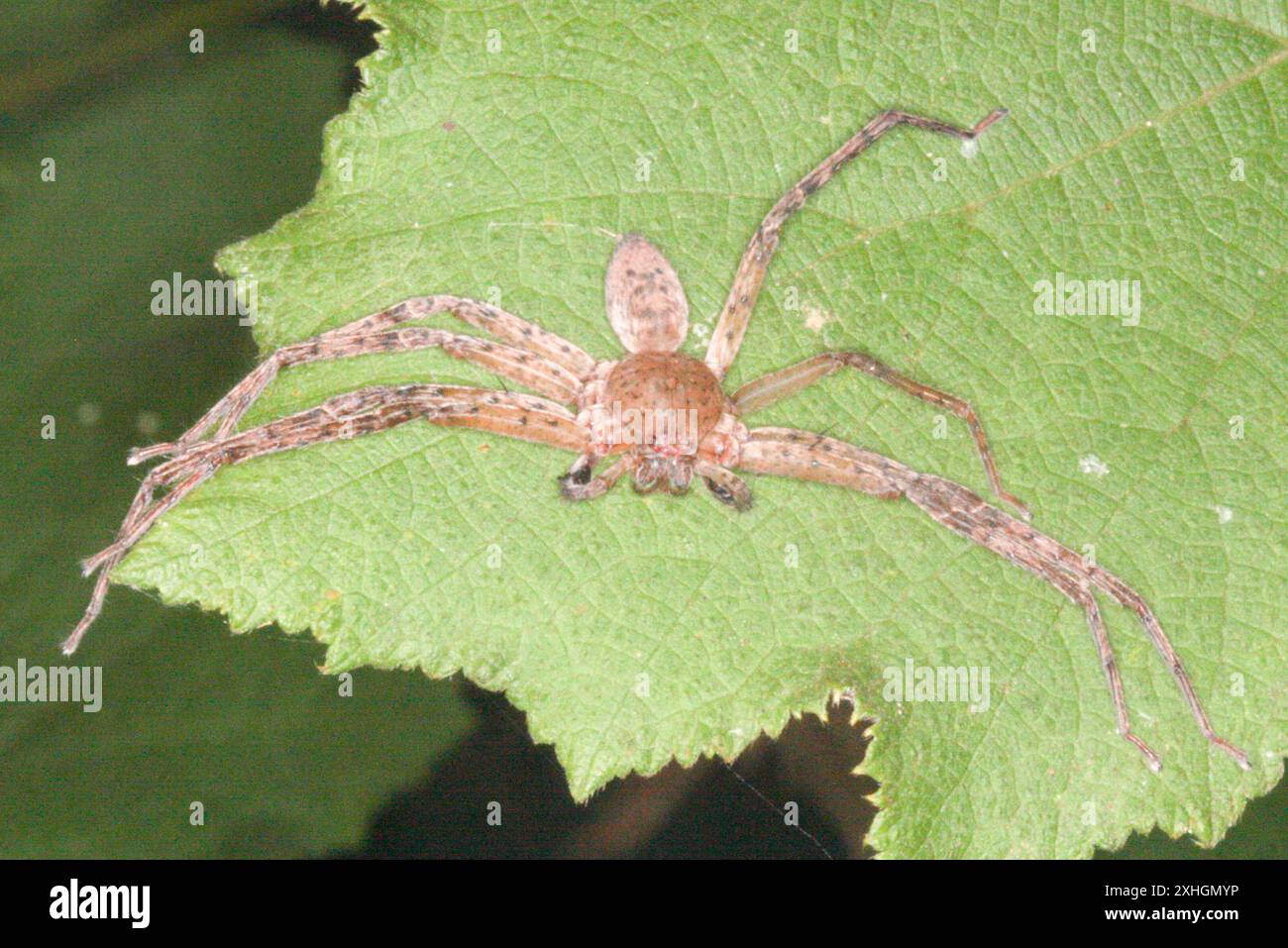 Huntsman Spiders (Sparassidae Stock Photo - Alamy