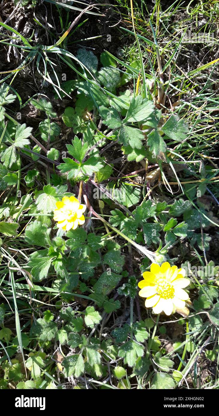 California buttercup (Ranunculus californicus Stock Photo - Alamy