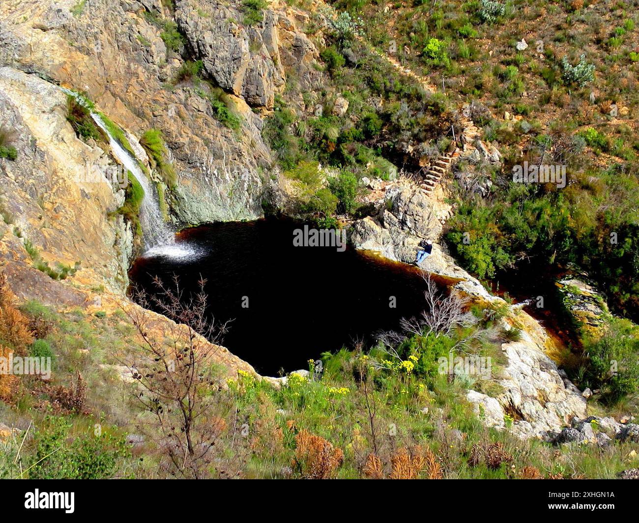 Wagon Tree (Protea nitida Stock Photo - Alamy
