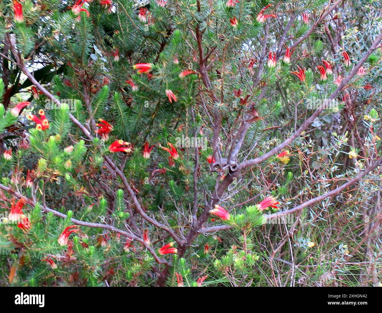 George Onecolour Heath (Erica unicolor georgensis Stock Photo - Alamy
