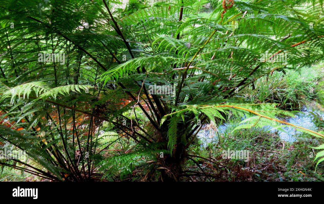 Forest Tree Fern (Cyathea capensis Stock Photo - Alamy