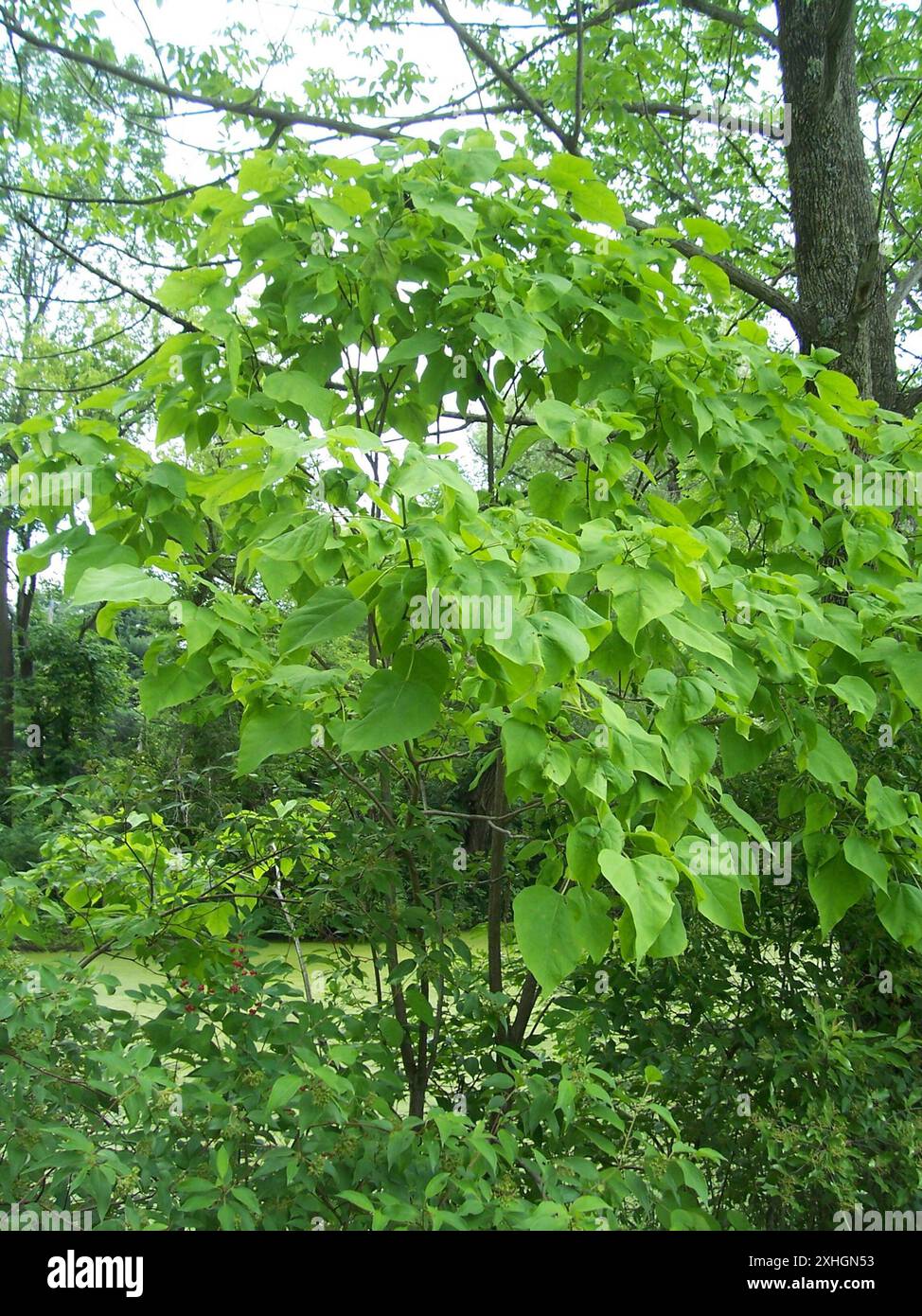 southern catalpa (Catalpa bignonioides Stock Photo - Alamy