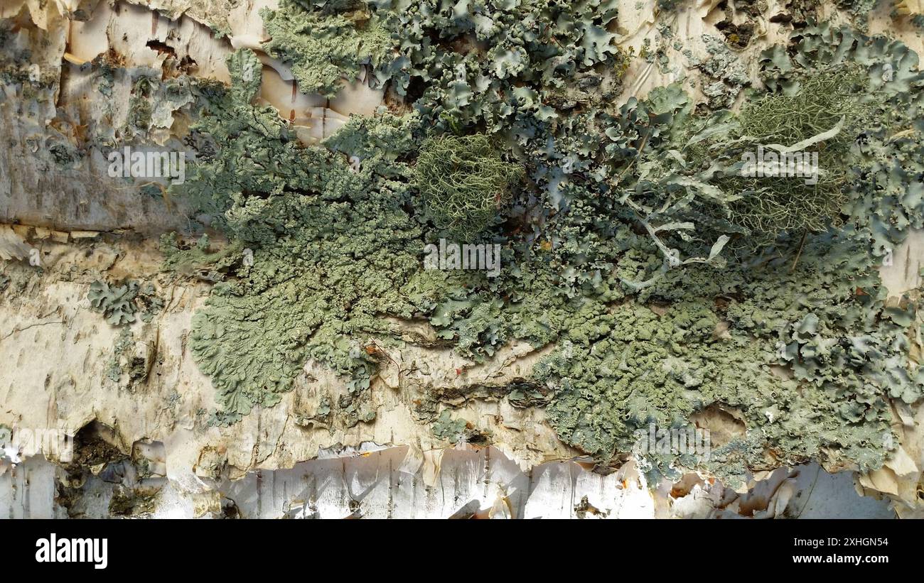 Powdered Speckled Shield Lichen (Punctelia subrudecta Stock Photo - Alamy