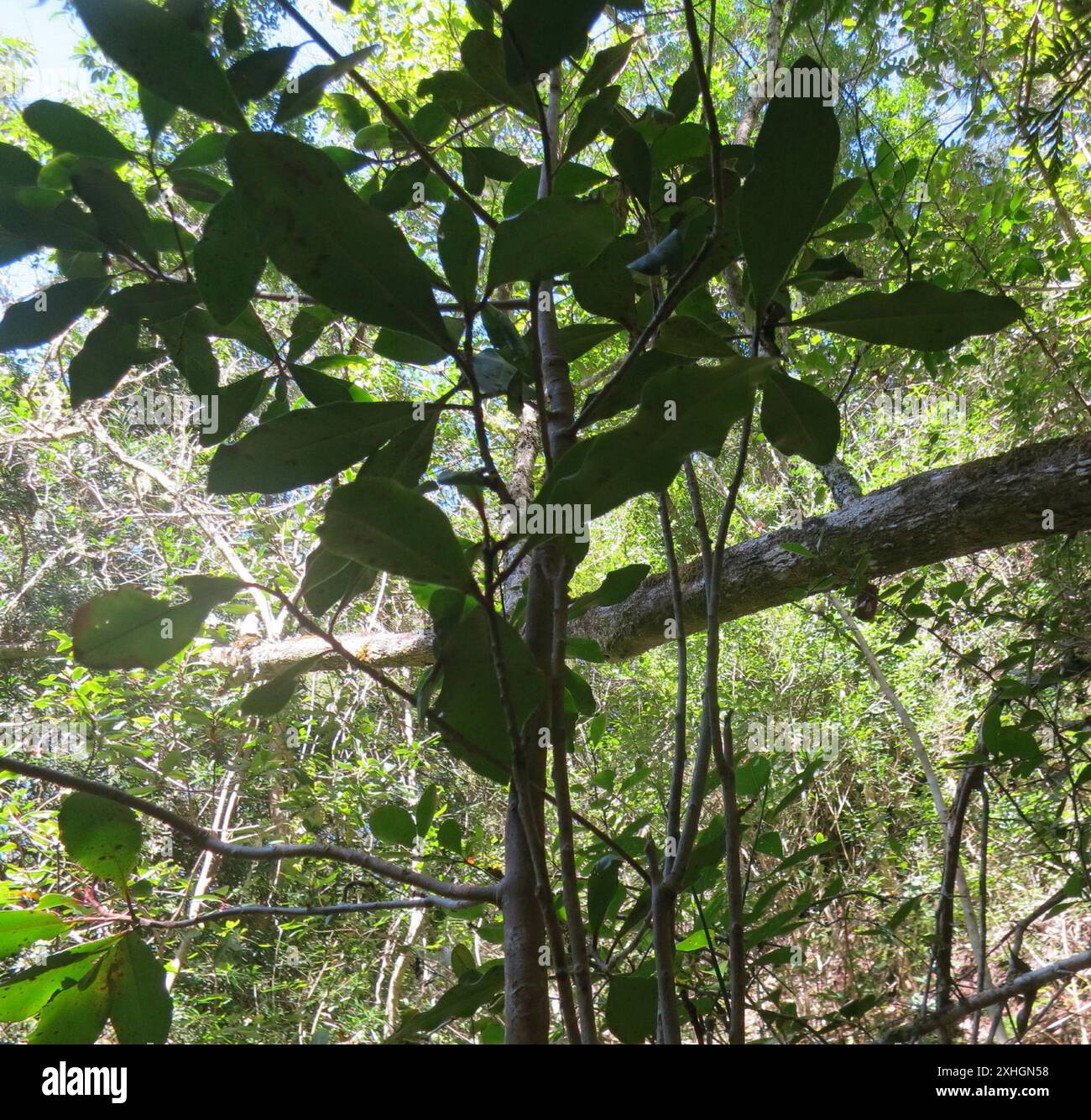 Cape beech (Rapanea melanophloeos Stock Photo - Alamy
