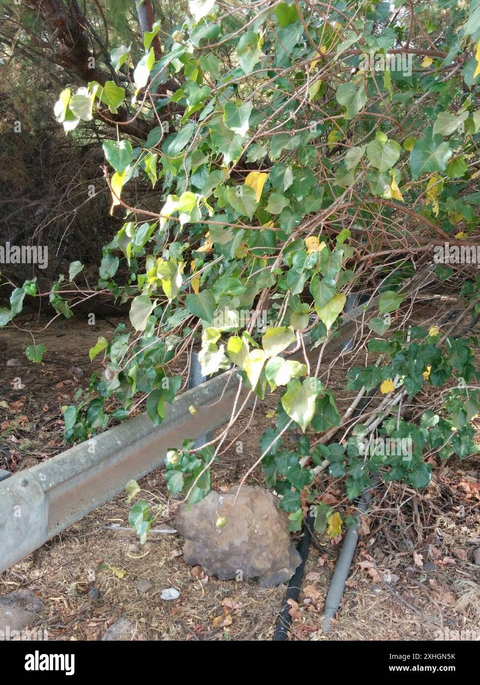 Portia tree (Thespesia populnea Stock Photo - Alamy