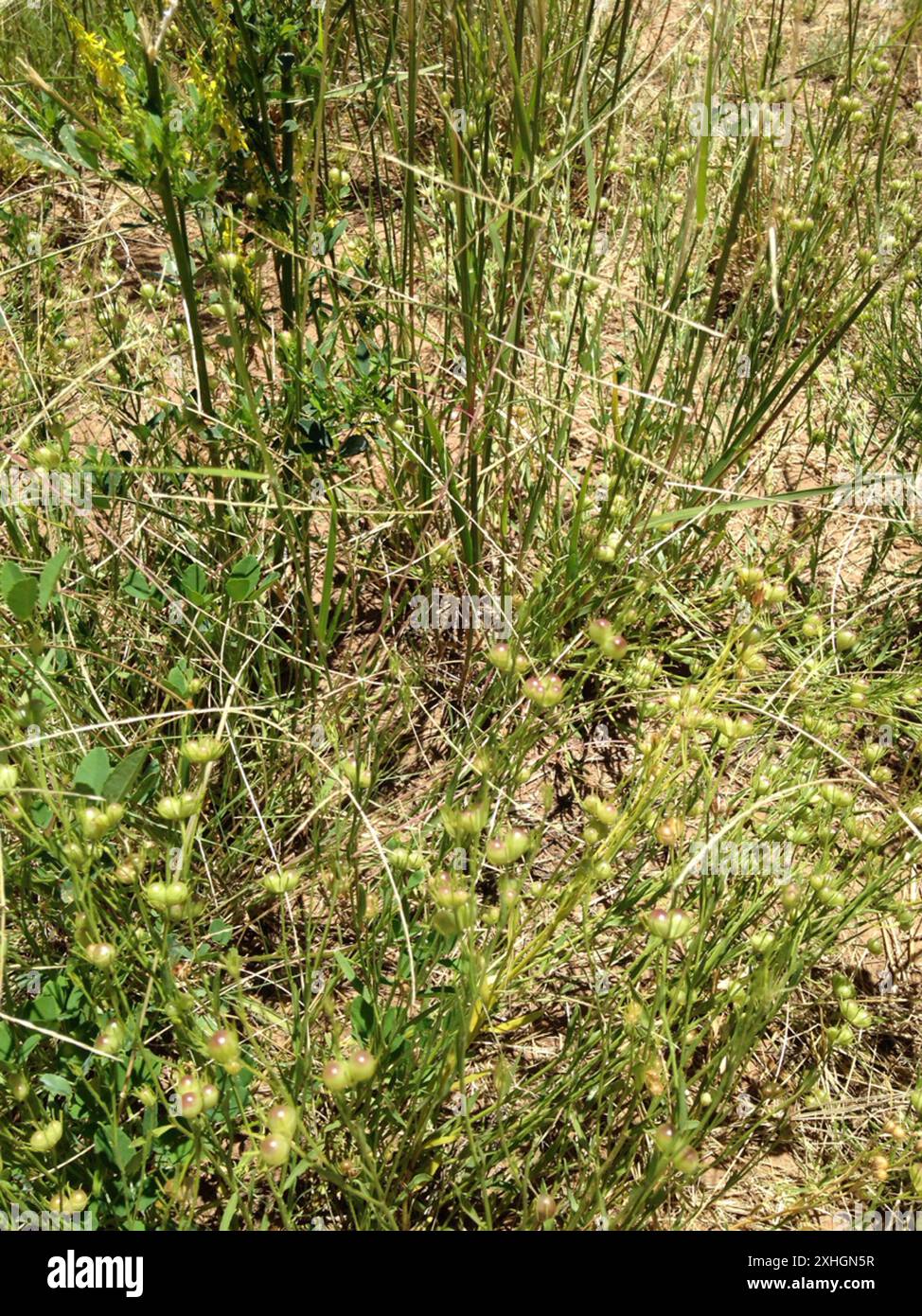 rough menodora (Menodora scabra Stock Photo - Alamy