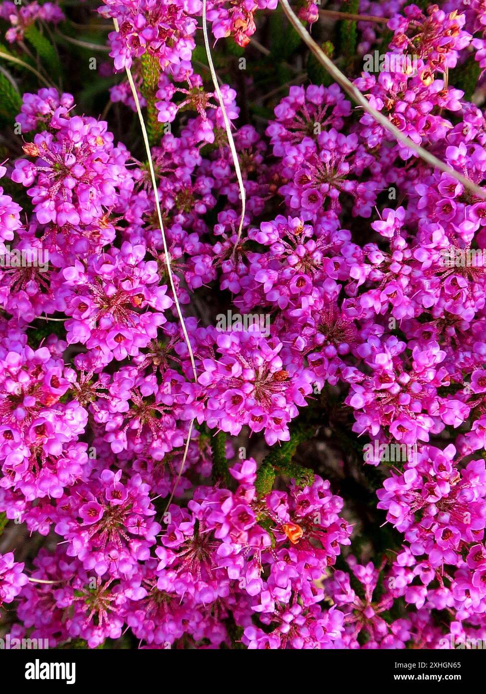 Graffiti Heath (Erica seriphiifolia Stock Photo - Alamy