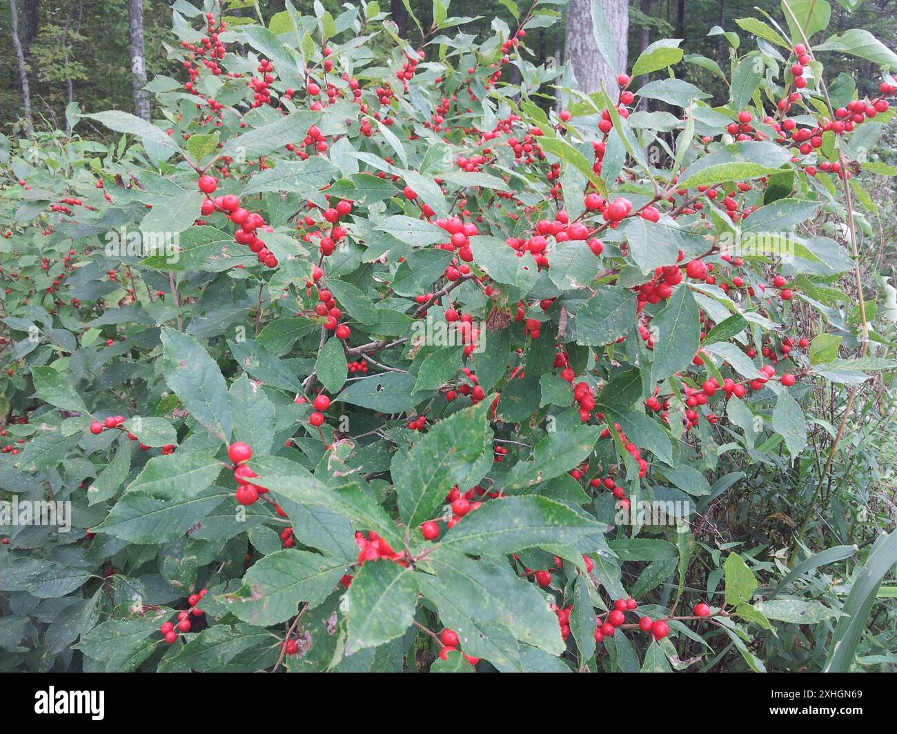 winterberry holly (Ilex verticillata Stock Photo - Alamy