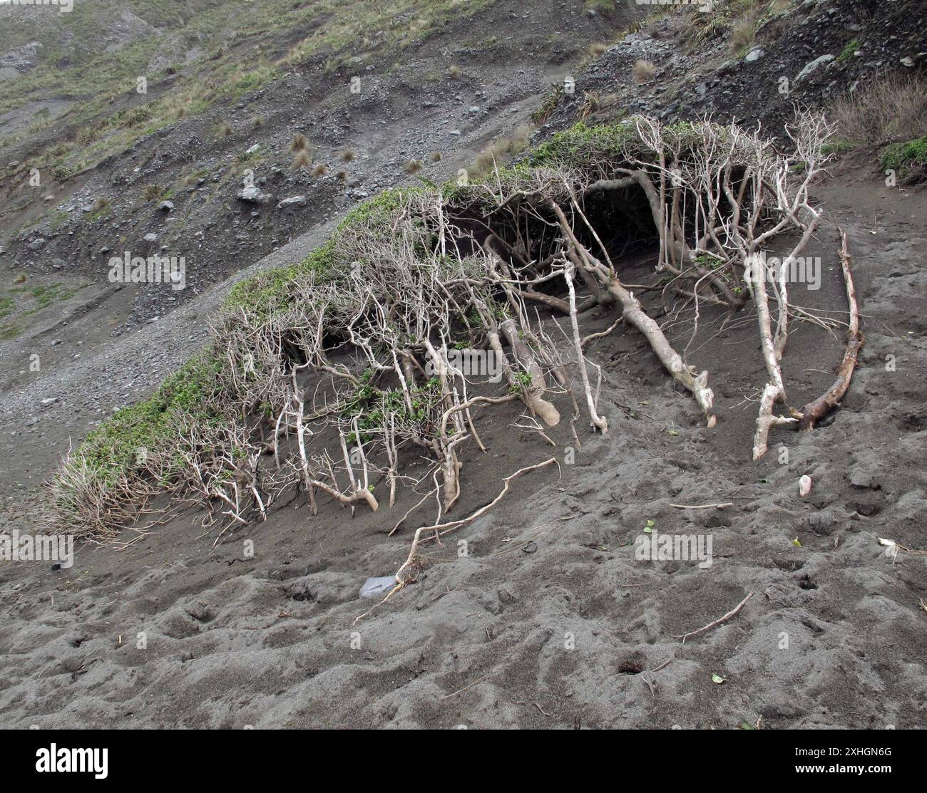 Taupata (Coprosma repens Stock Photo - Alamy