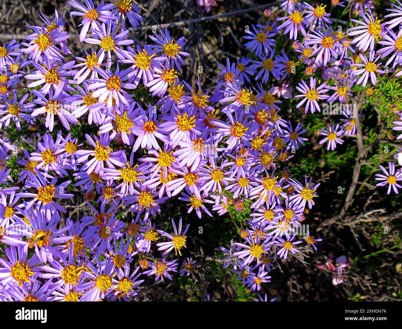Common Fine Felicia (Felicia filifolia filifolia Stock Photo - Alamy