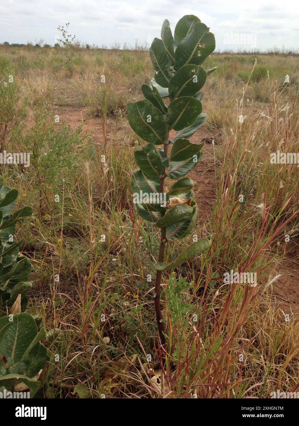 broadleaf milkweed (Asclepias latifolia Stock Photo - Alamy