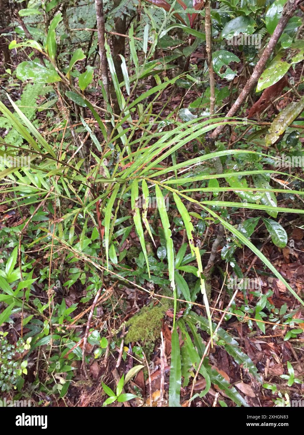 Filicium decipiens hi-res stock photography and images - Alamy