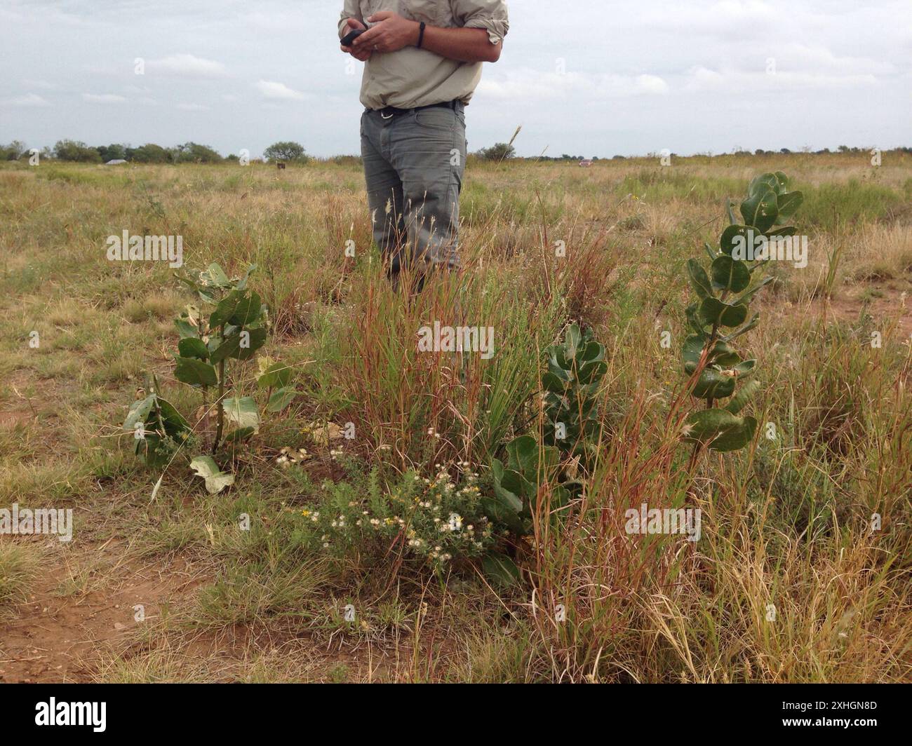 broadleaf milkweed (Asclepias latifolia Stock Photo - Alamy