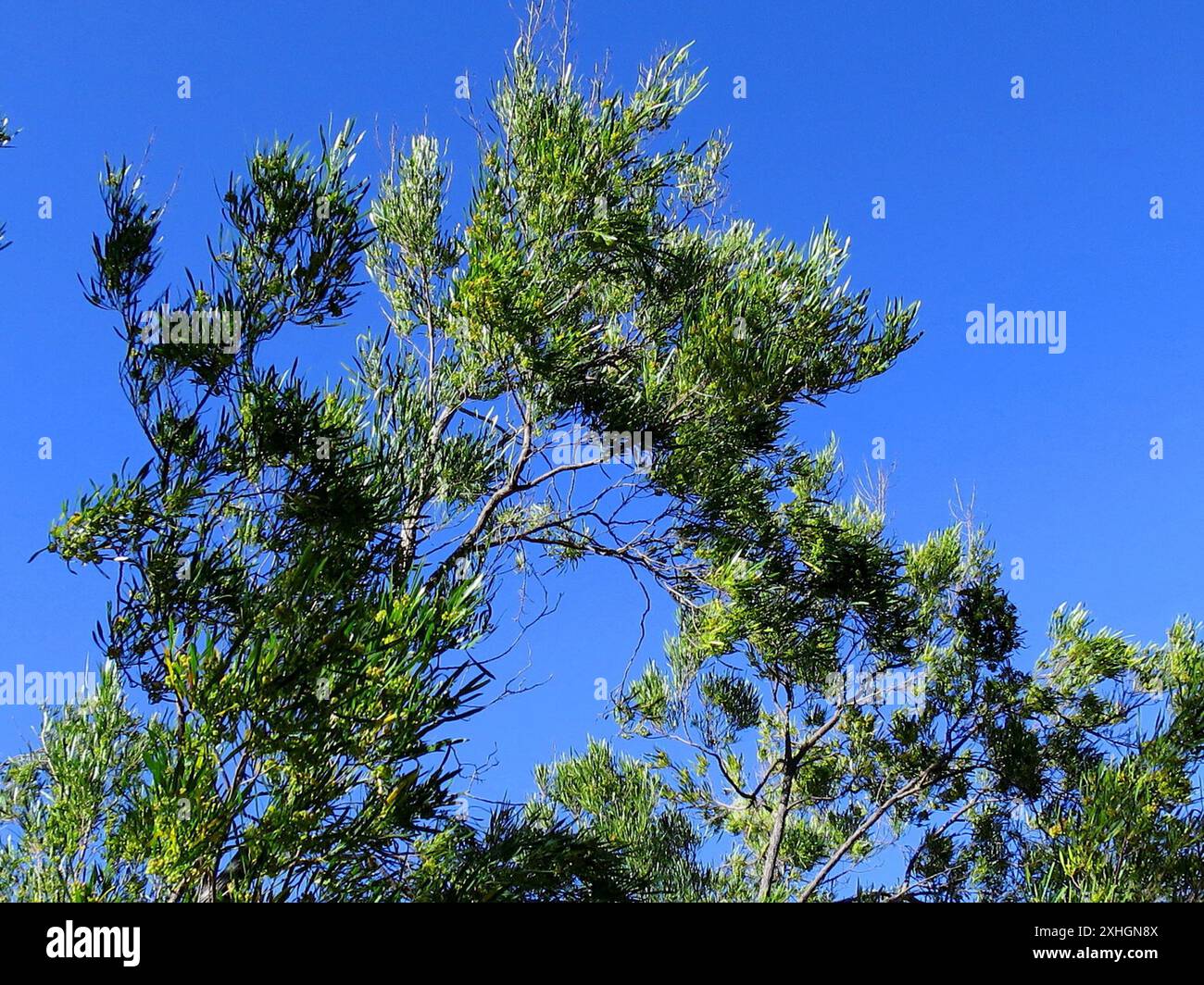 narrow-leaf hopbush (Dodonaea viscosa angustifolia Stock Photo - Alamy