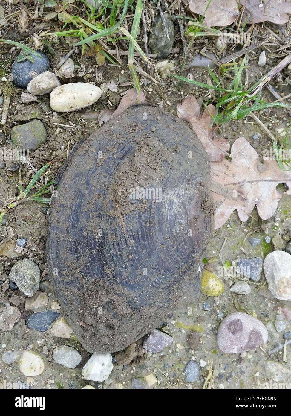 Chinese Pond Mussel (Sinanodonta woodiana Stock Photo - Alamy