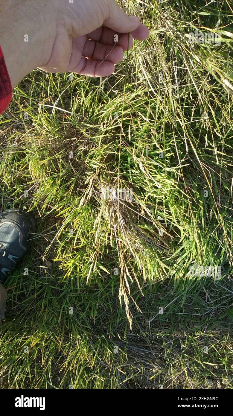 Smilo Grass (Oloptum miliaceum Stock Photo - Alamy