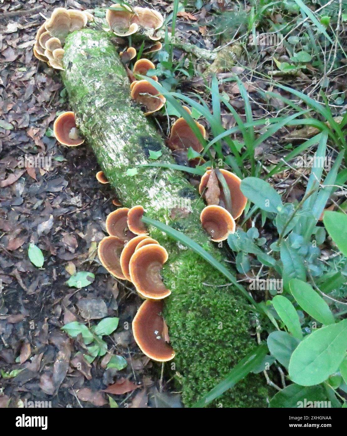 False Turkey-Tail (Stereum ostrea Stock Photo - Alamy