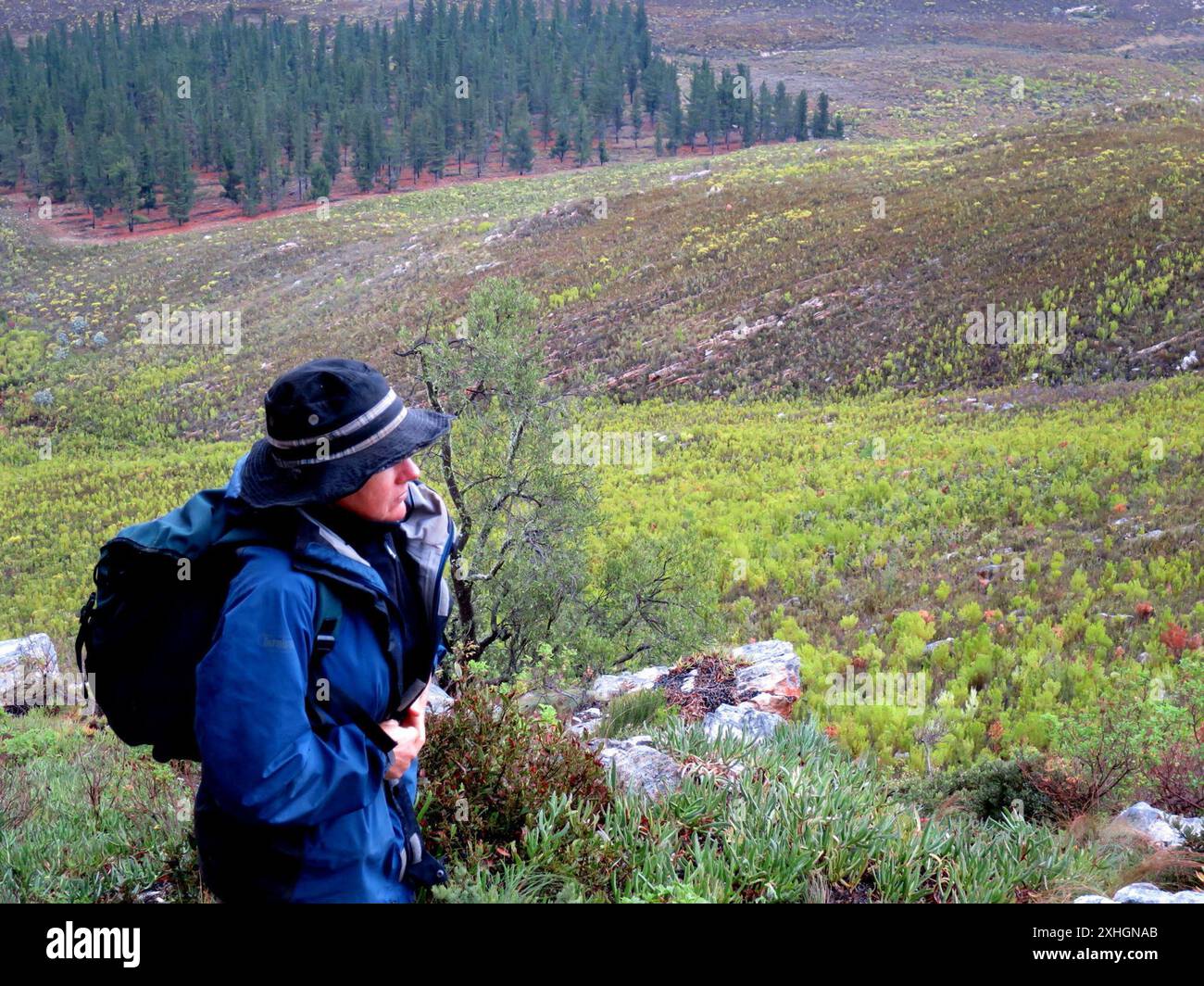 Gumleaf Conebush (Leucadendron eucalyptifolium Stock Photo - Alamy