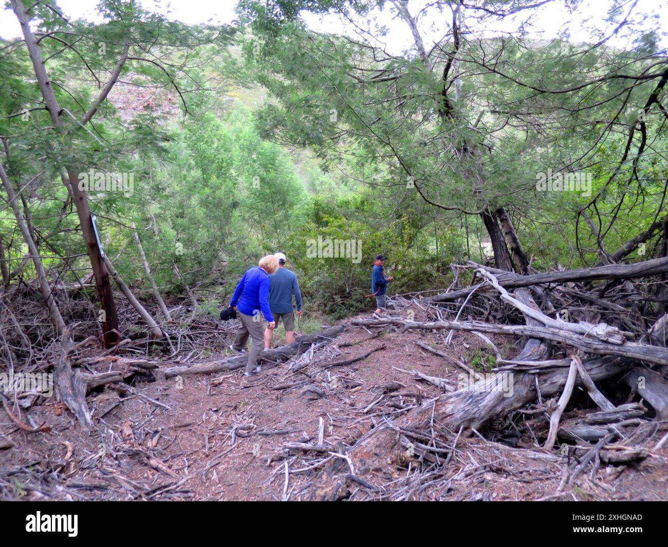 black wattle (Acacia mearnsii Stock Photo - Alamy