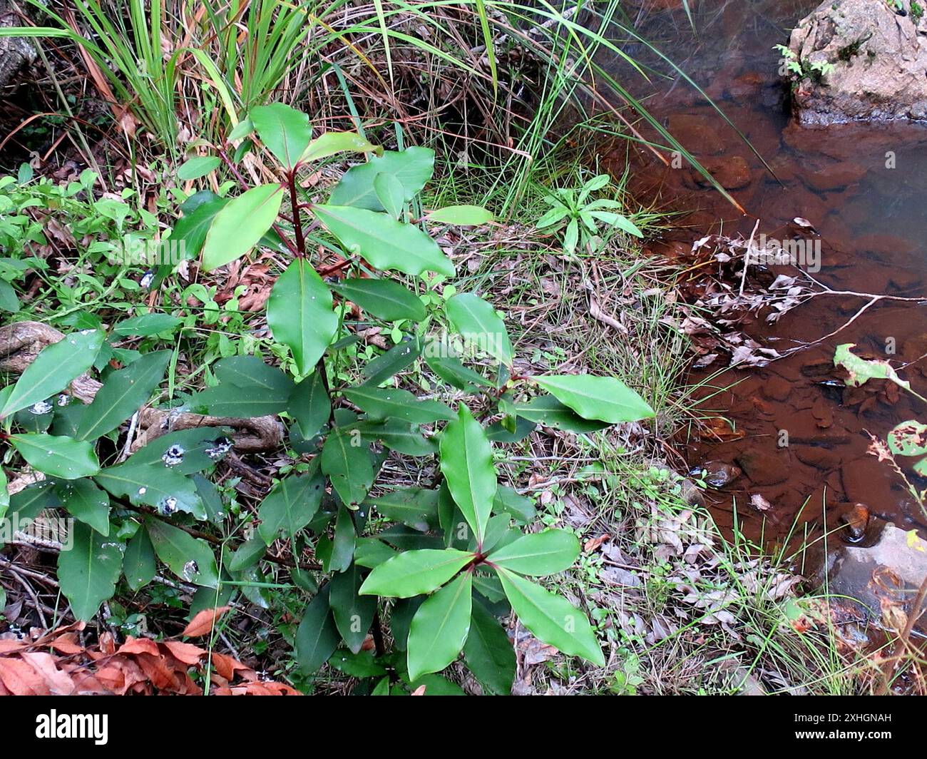 Cape beech (Rapanea melanophloeos Stock Photo - Alamy