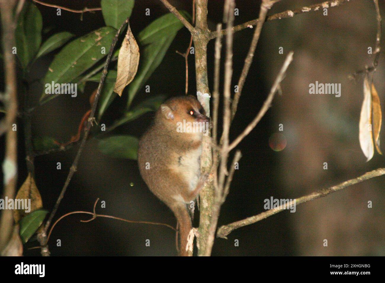 Goodman's Mouse Lemur (Microcebus lehilahytsara Stock Photo - Alamy