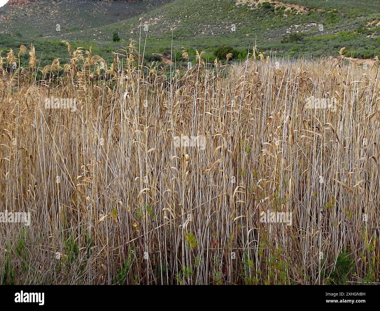 common reed (Phragmites australis Stock Photo - Alamy