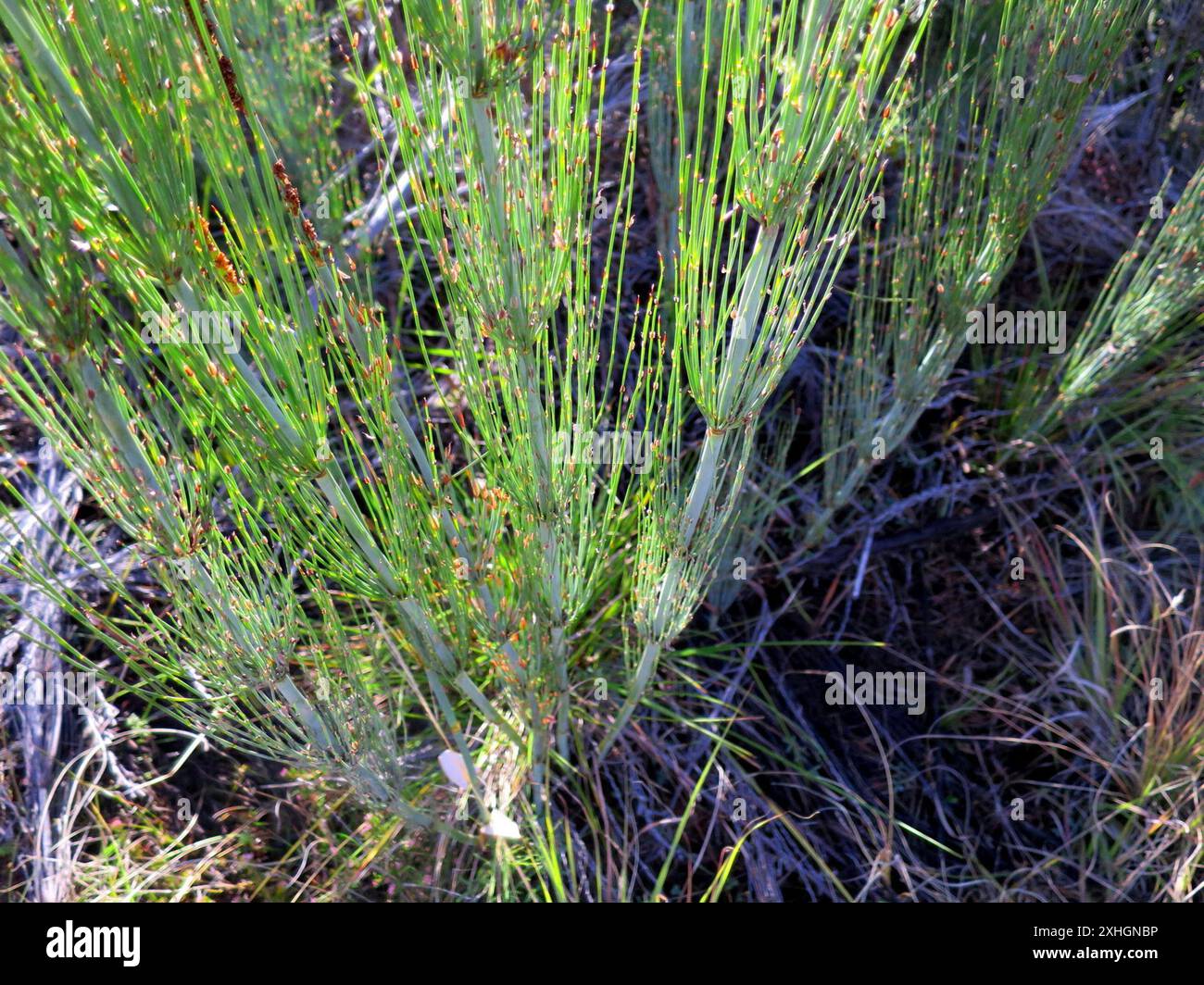 Reed broom hi-res stock photography and images - Alamy