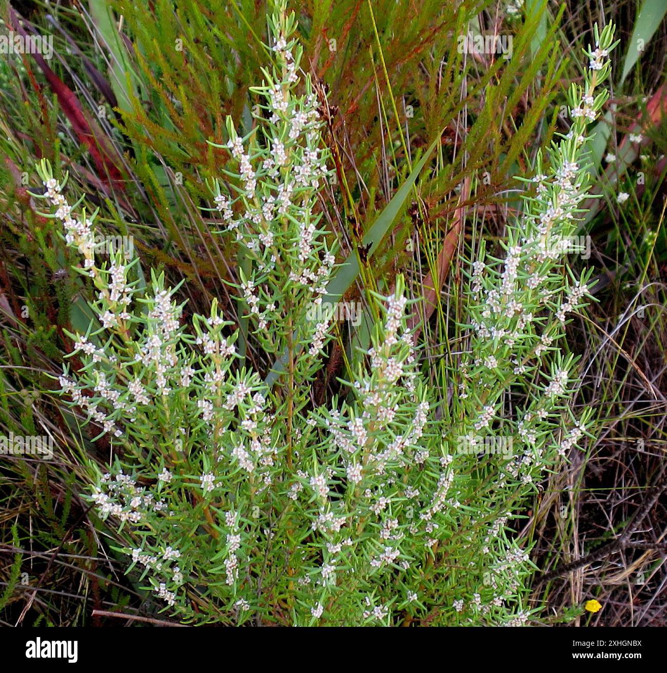 Common Marsh Sillyberry (Grubbia rosmarinifolia rosmarinifolia Stock ...