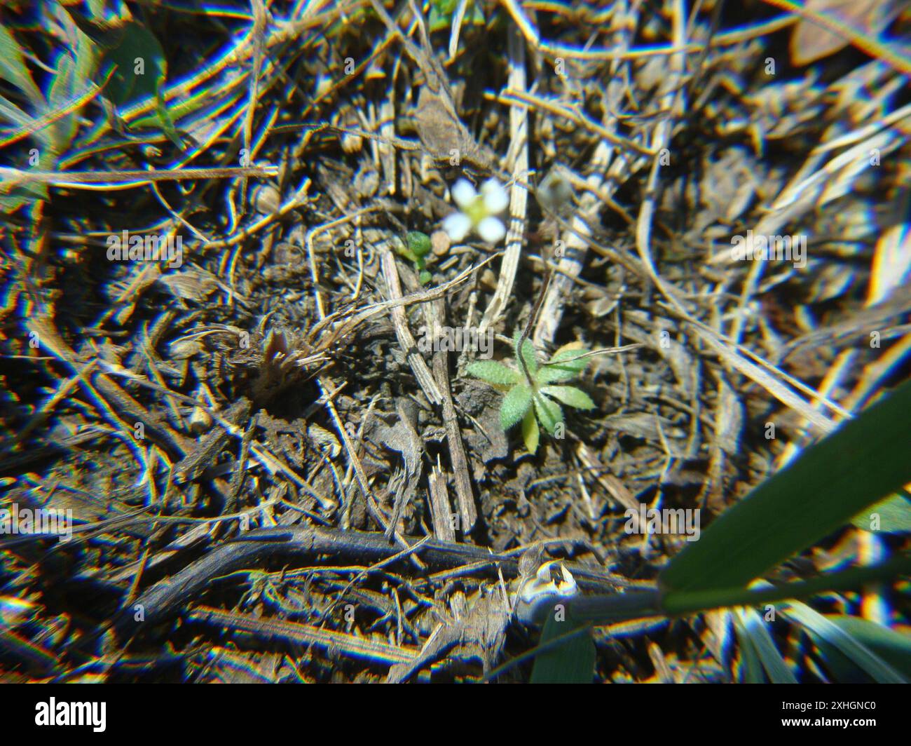 Common Whitlowgrass (Draba verna Stock Photo - Alamy