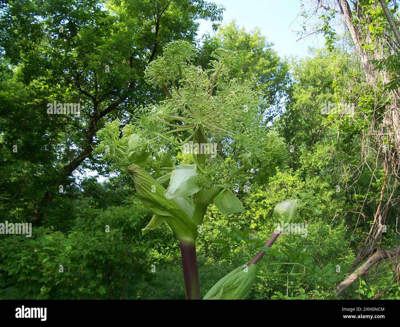 purple-stemmed angelica (Angelica atropurpurea Stock Photo - Alamy