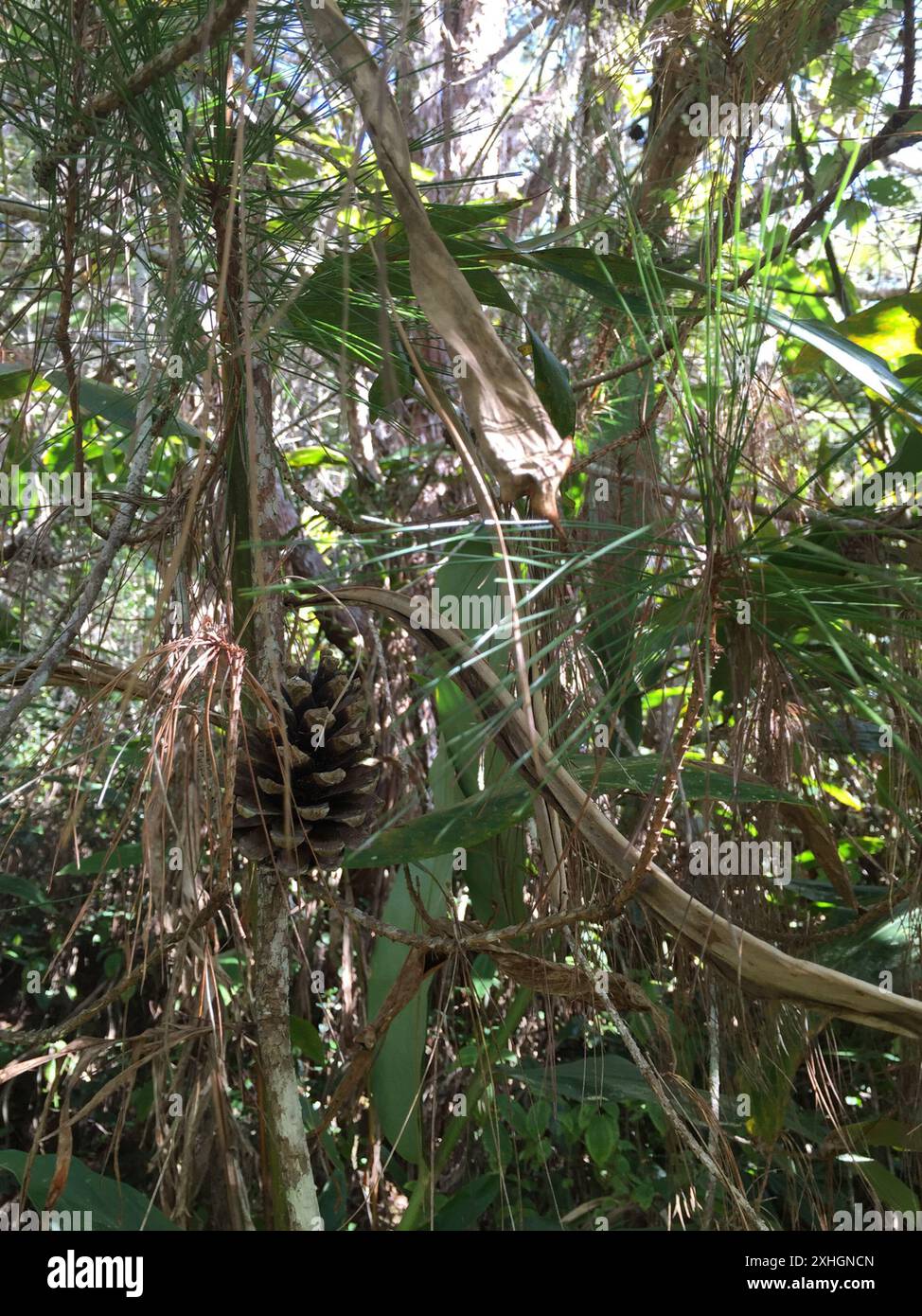 Kesiya pine hi-res stock photography and images - Alamy