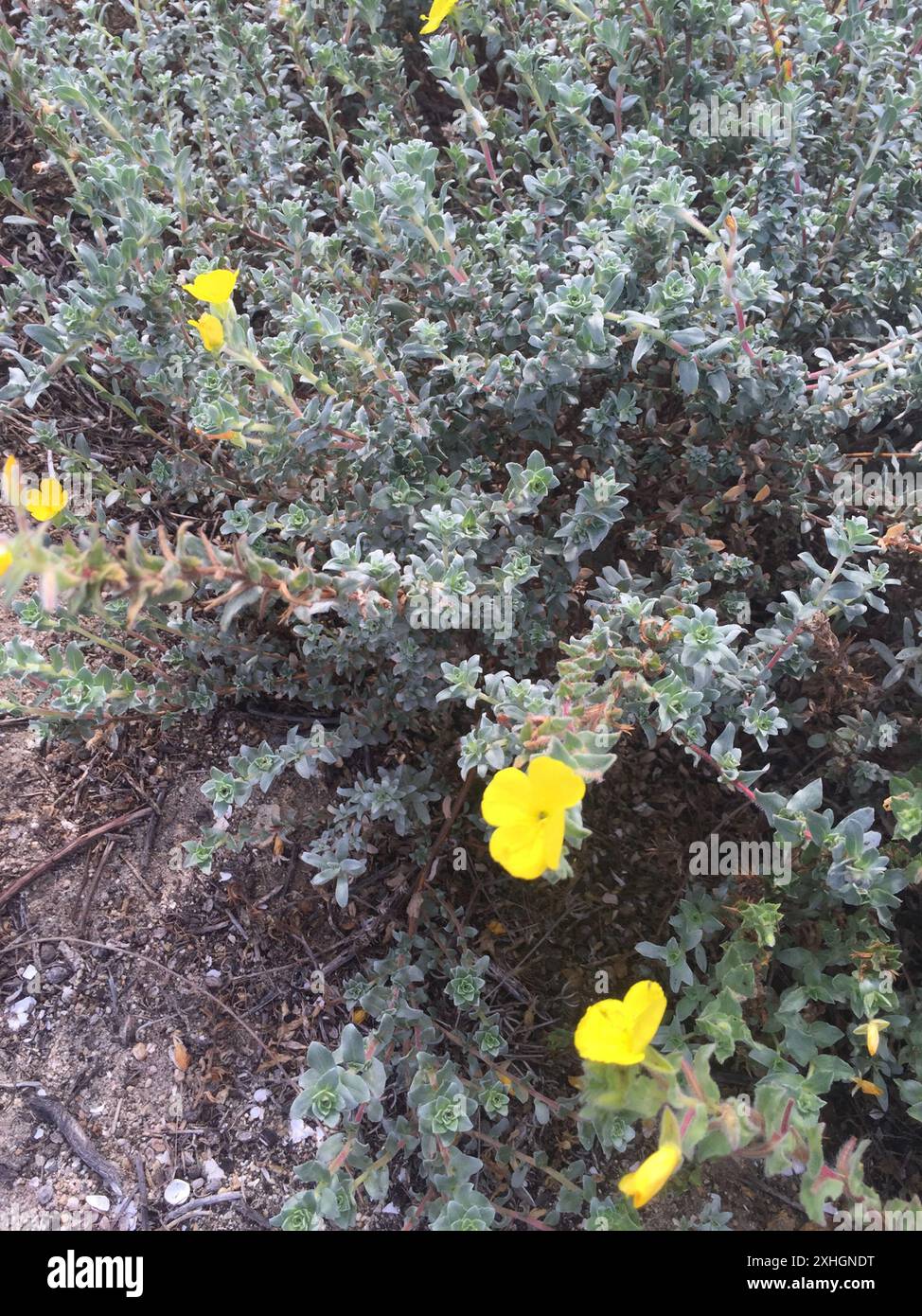 evening primrose family (Onagraceae Stock Photo - Alamy