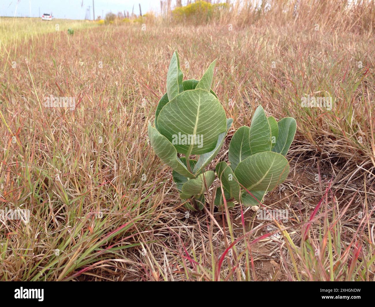broadleaf milkweed (Asclepias latifolia Stock Photo - Alamy