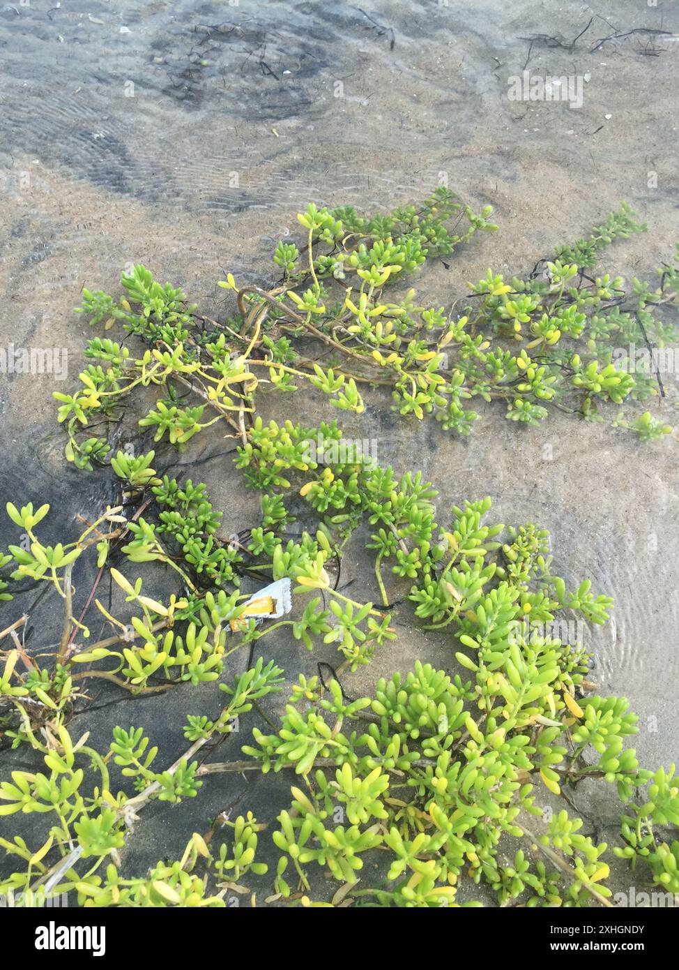 Saltwort (Batis maritima Stock Photo - Alamy