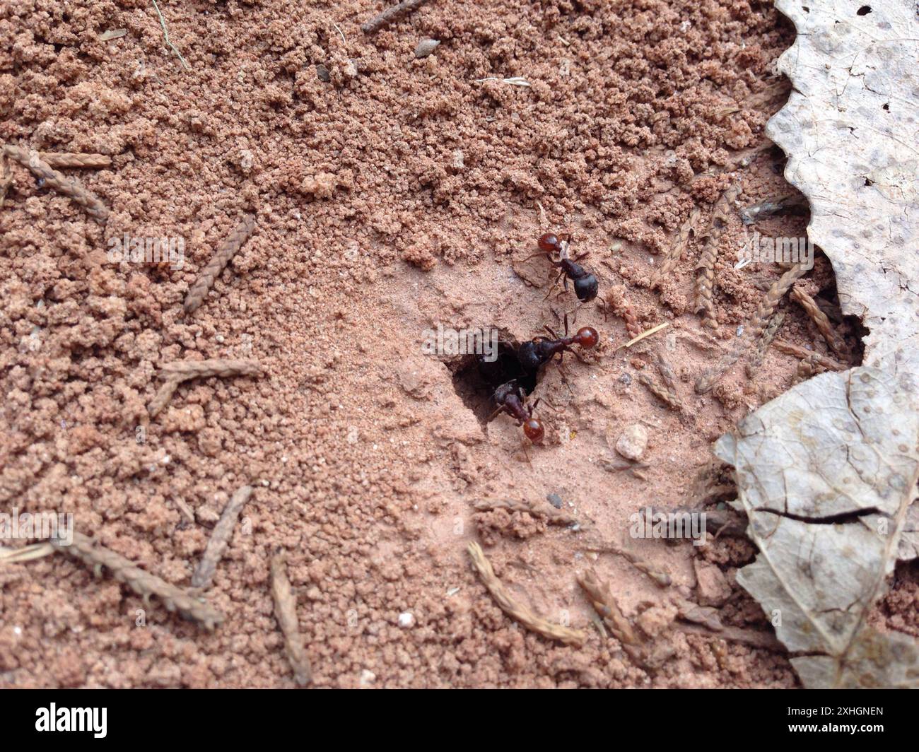 Rough harvester ant hi-res stock photography and images - Alamy