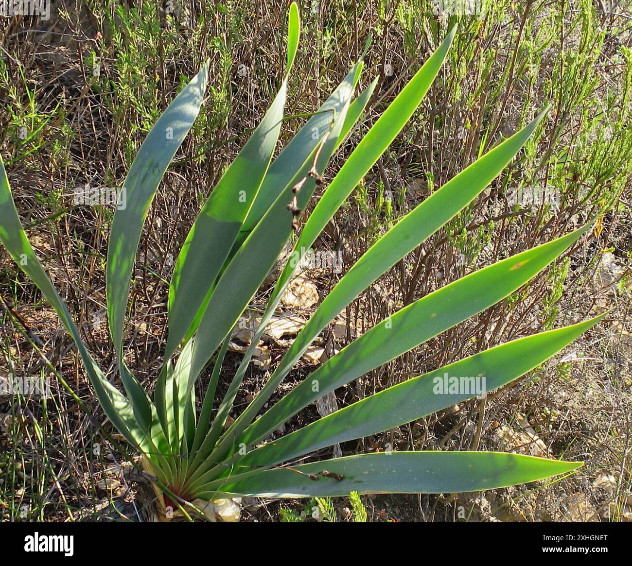 Poison-bulb (Boophone disticha Stock Photo - Alamy
